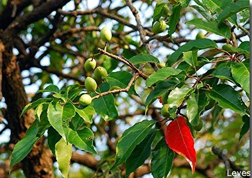 LushGreen Gardens Garden Rare Elaeocarpus Serratus kaarakka Fruit Tree ...