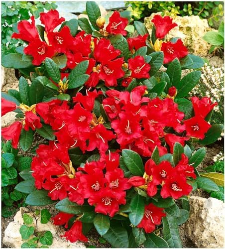 GrowOn Shrubs Dwarf Rhododendron Japonica 'Shamrock' | Evergreen Shrub ...