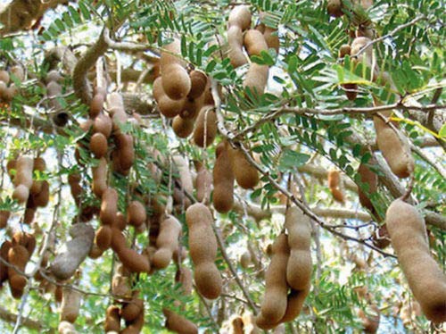 Plant House Live Imli-Tamarind Tree-Tamarindus indica Plant with POT ...