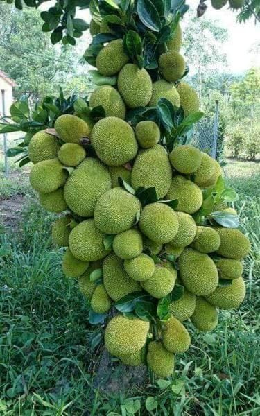 Kerala variety Jackfruit hybrid Sweet & healthy grafted fruit plant ...