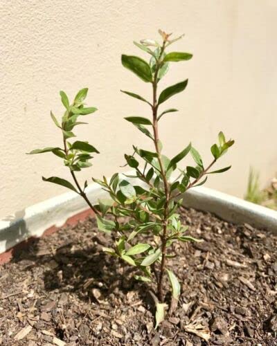 Henna plant - How to grow & care