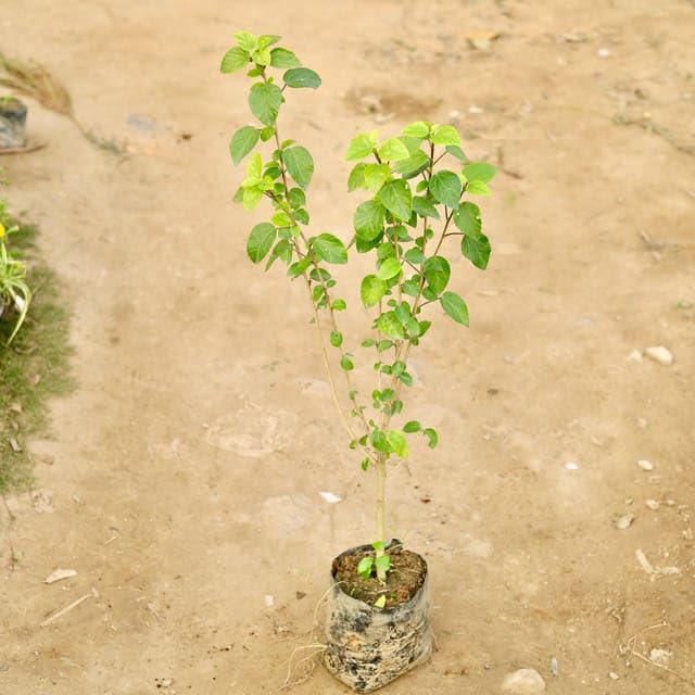 Hibiscus Flower Gudhal White in 4 Inch Flower Live Nursery Plant ...