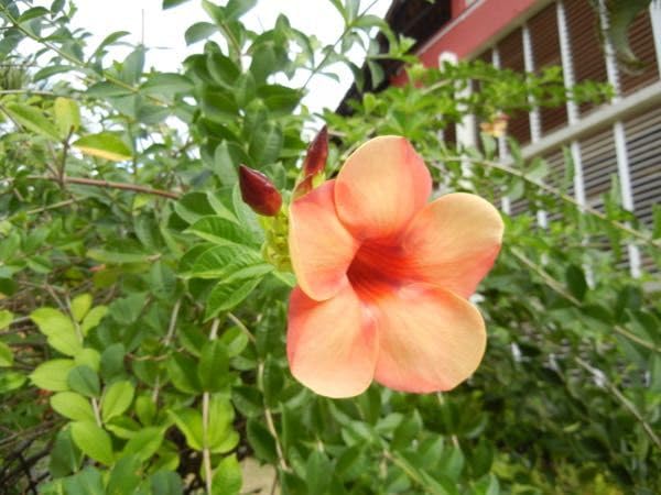 Live Golden Allamanda/Orange Allamanda Flower plant Pack Of 1 : Amazon ...