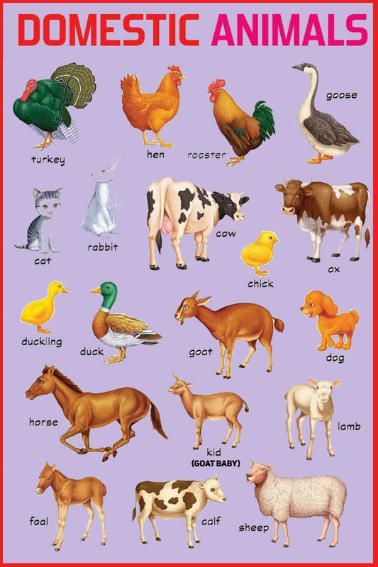Domestic Animals Wall Poster|Kids Early Learning Poster For Wall ...