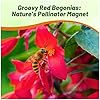 Amazon.com : Outsidepride Red Groovy Begonia Seeds for Planting - 10 ...