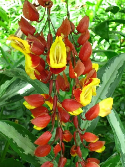 Creative Farmer Thunbergia Mysorensis, Mysore Trumpet Vine - Plant Lady ...