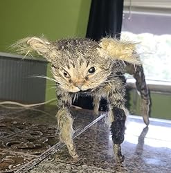 Amazon.com: Toysmith Catstronaut Slow-Rise Squishy Ball - Small Outer ...