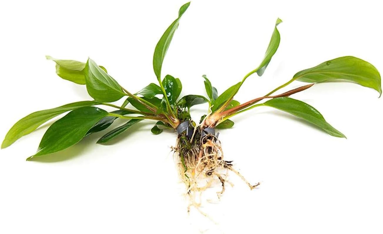 Amazon.com: CANTON AQUATICS Ruffled Amazon Sword (Echinodorus Martii ...