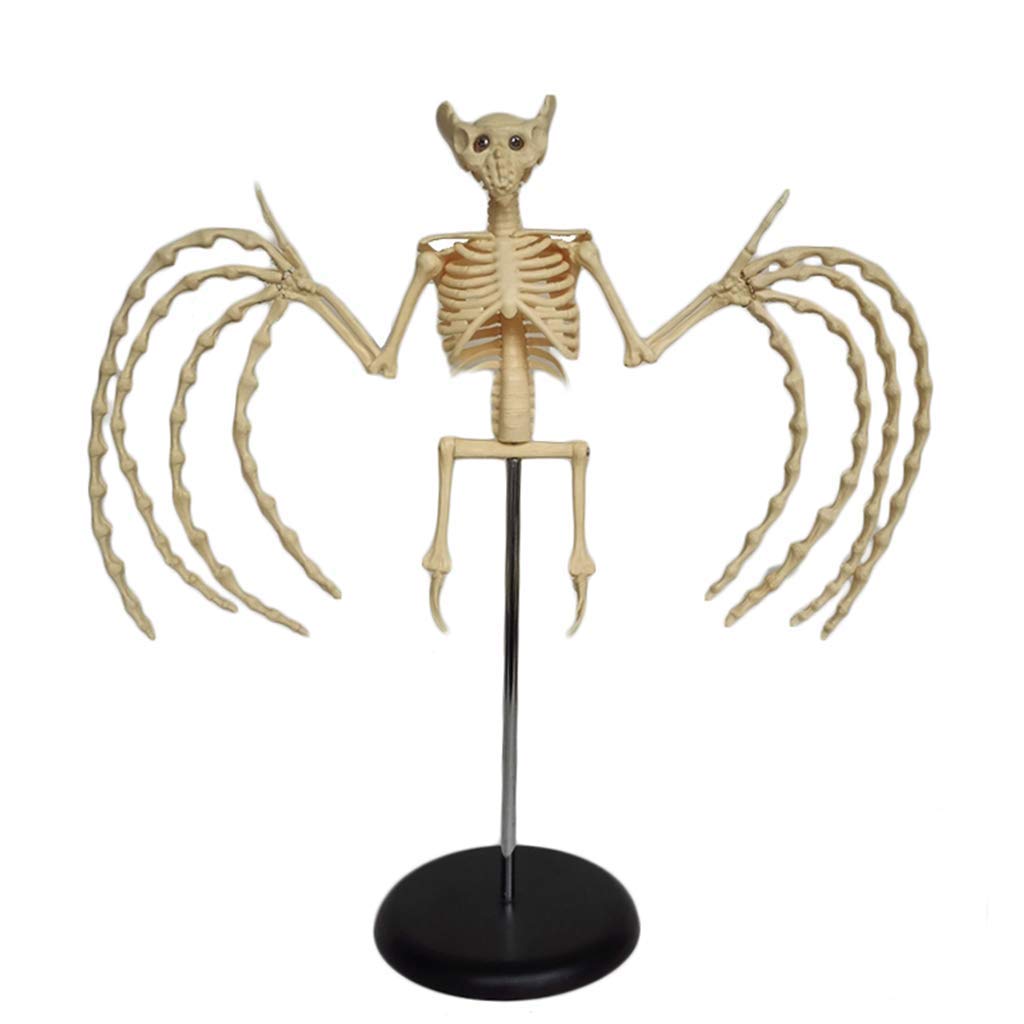 Buy Study Model Bat Skeleton Model - Animal Anatomy Biology Specimen ...