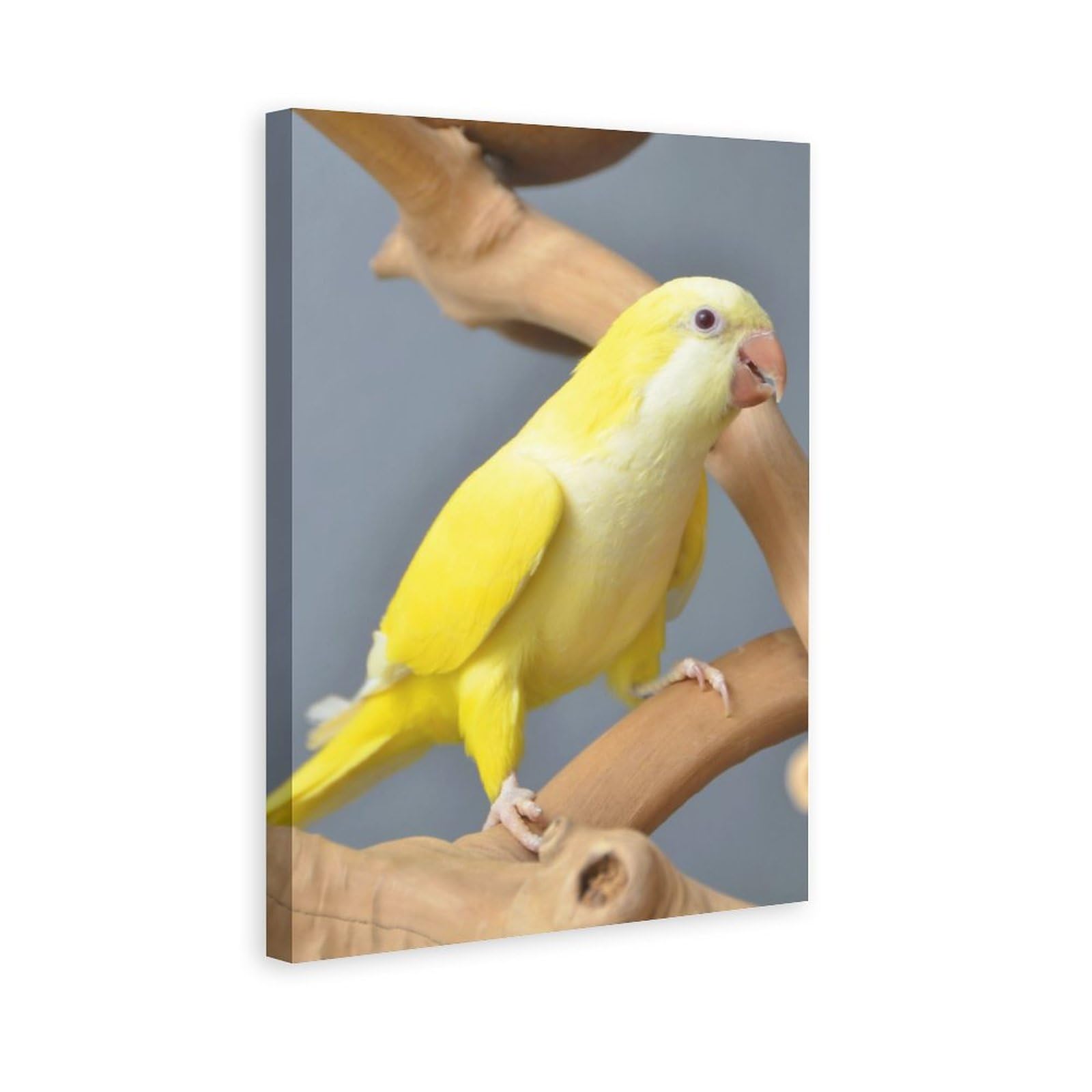 Yellow Quaker Parrots