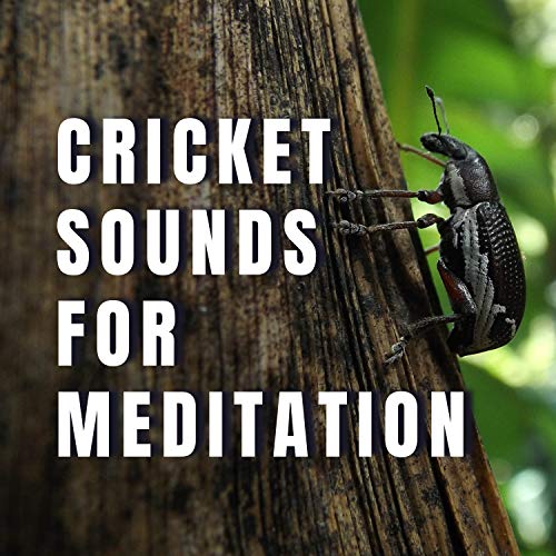 Play Cricket sounds for meditation by Cricket Sounds, Deep Sleep Music ...