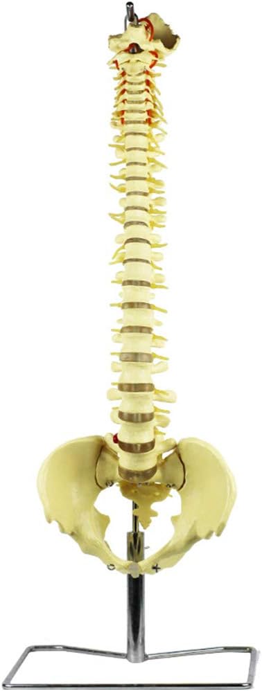 Amazon.com: Vertebral Column Model - Human Spine Model - Life Size ...