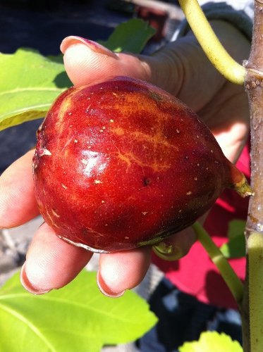 Egyptian Fig Live Plant Produced by Air Layered Method CF_44 : Amazon ...