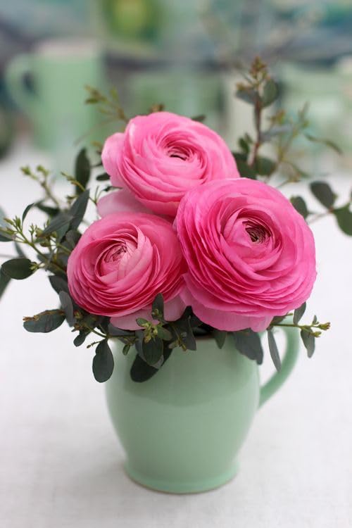 RADHA KRISHNA AGRICULTURE® Ranunculus Flower Bulb | lite pink Variety ...