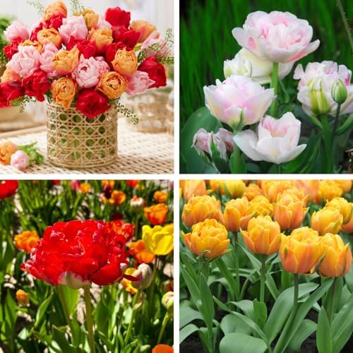 Tulip Double Flowering Mixed Bouquet - Hardy Bulb - Double Flowered ...