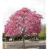 Amazon.com : Pink Tabebuia Trumpet Tree - Live Plant in a 3 Gallon Pot ...