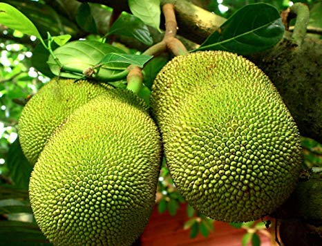 LushGreen Gardens Jackfruit Tree Live Plant - Rare Dwarf Cochin Mini ...