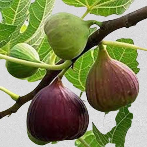 Hari Giver Garden® Variety Fig Anjeer Fruit (Air Layered/Grafted) Live ...