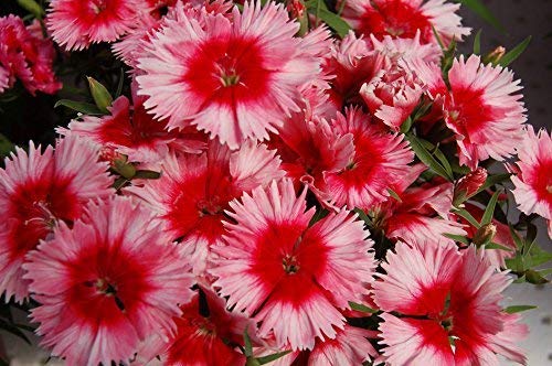 Golden Hills Farm® (AVG 100-1000) seeds Dianthus Raspberry Ripple Seeds ...