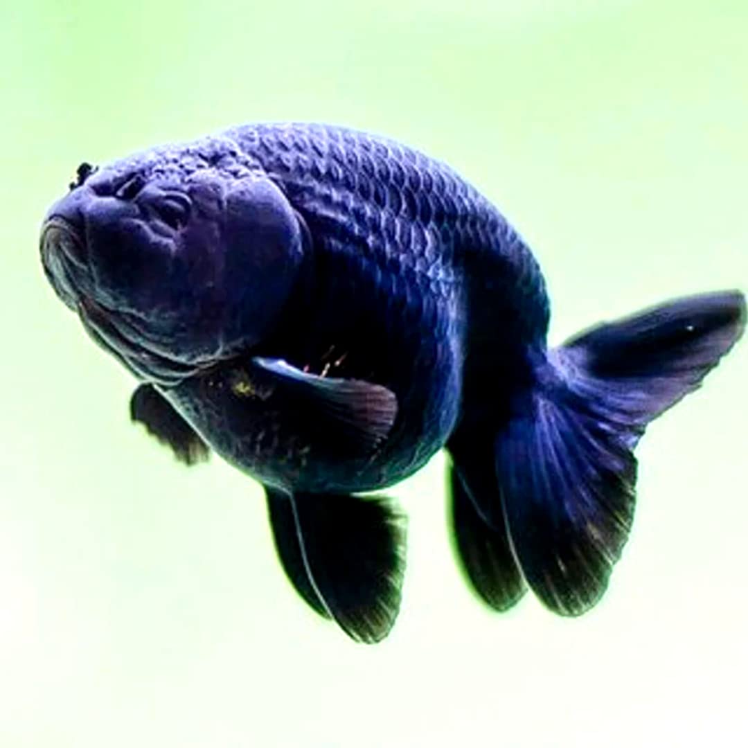 Buy Black Ranchu Goldfish 2inches (pack of 3 goldfish) Live Fish for ...