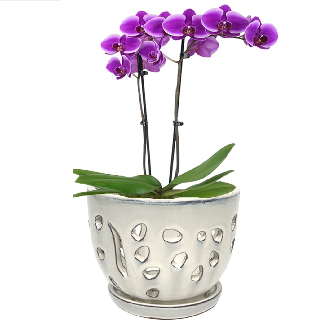 Snapklik.com : Beitewei Orchid Pot Round Ceramic Flower Container ...