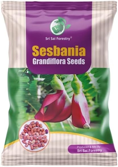 SRI SAI FORESTRY - Sesbania Grandiflora Seeds (250 G) - Red and White ...