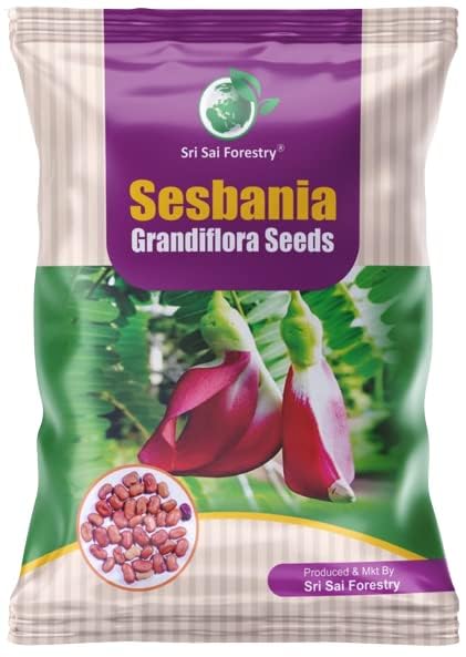 SRI SAI FORESTRY - Sesbania Grandiflora Plant Seeds (1 KG) - Agathi ...