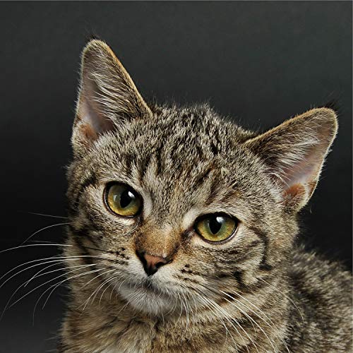 Play 100 Inspiring Ambient Melodies for Chillout Cats by Music For Cats ...