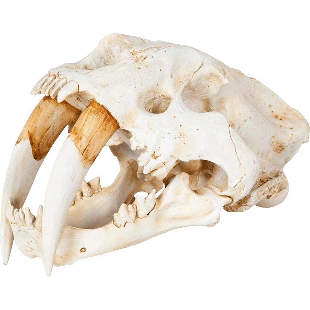 Amazon.com: Authentic Replica Sabertooth Skull Sculpture : Home & Kitchen