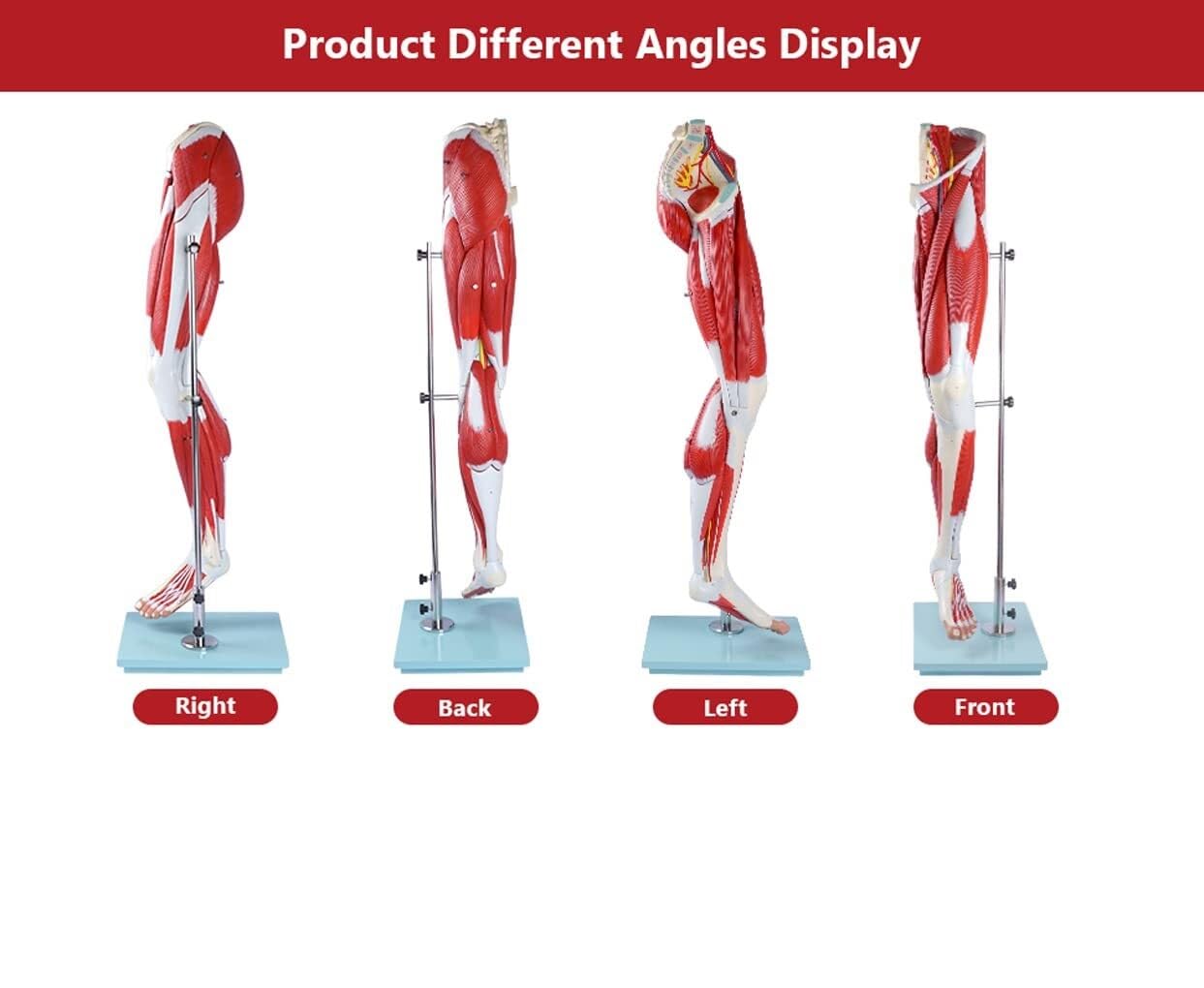 Leg Muscles Anatomy 3d