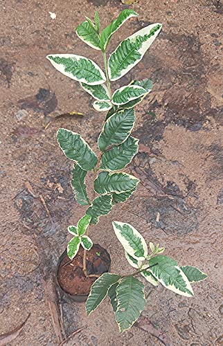 Trothic Gardens Hybrid Rare Dwarf Variegated Guava Gujava Pera Fruit ...