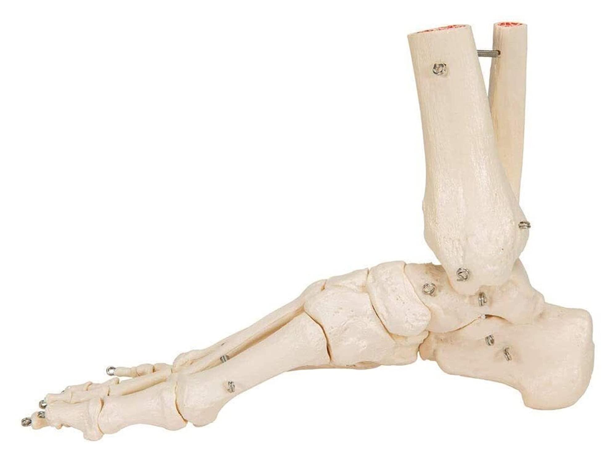 Buy JKFZD Anatomical model Standing Human Articular model Human Anatomy ...