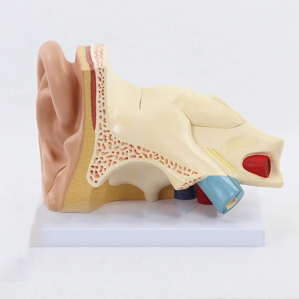 Buy JIN Scientific Anatomy Human Ear Model Showing Major Regions of The ...