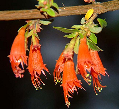 Buy NEERAJ - Dhawai Phool|Dhawai Flower|Woodfordia Fruticosa Flower ...