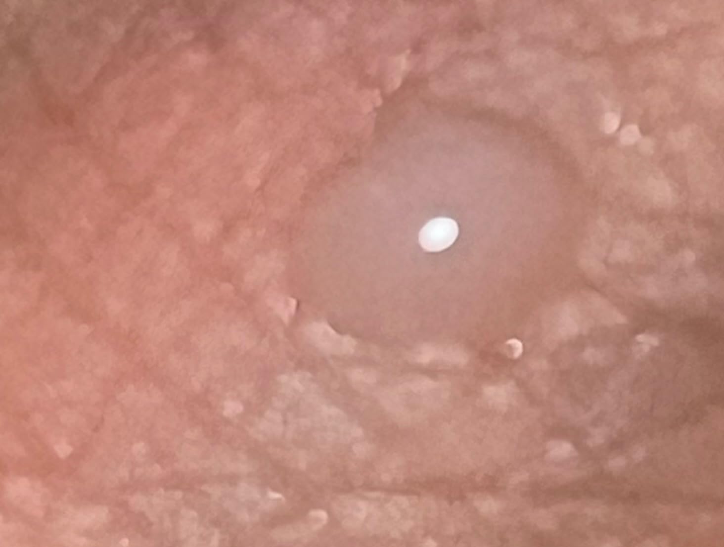 Amazon | EVOL LAB エクソソーム コンプリート セラム 30ml《日本製》イボルラボ 美容液 エイジングケア スキンケア レチノール ビタミンC CICA プラセンタ セラミド ...