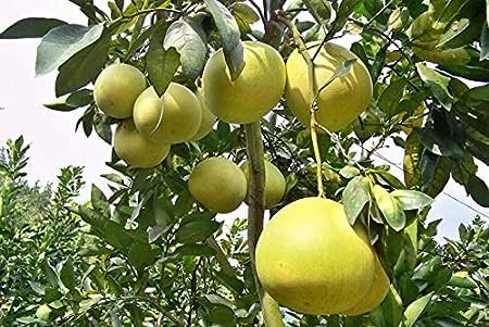 Chakotra/Pomelo/Citrus maxima Grafted Fruit Live Plant : Amazon.in ...