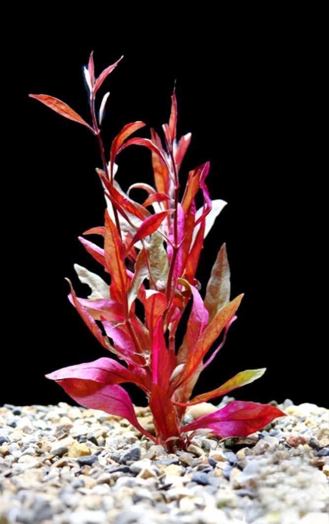 Floratica Alternanthera Rosaefolia Live Aquarium Plants Tropical Fish ...