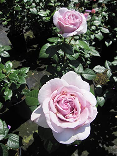 Pacific Blue Rose – Die 15 besten Produkte im Vergleich ...