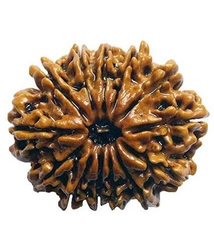 The Gallery Of Gemstones Thirteen Faced Rudraksha 13 Mukhi Rudraksha ...