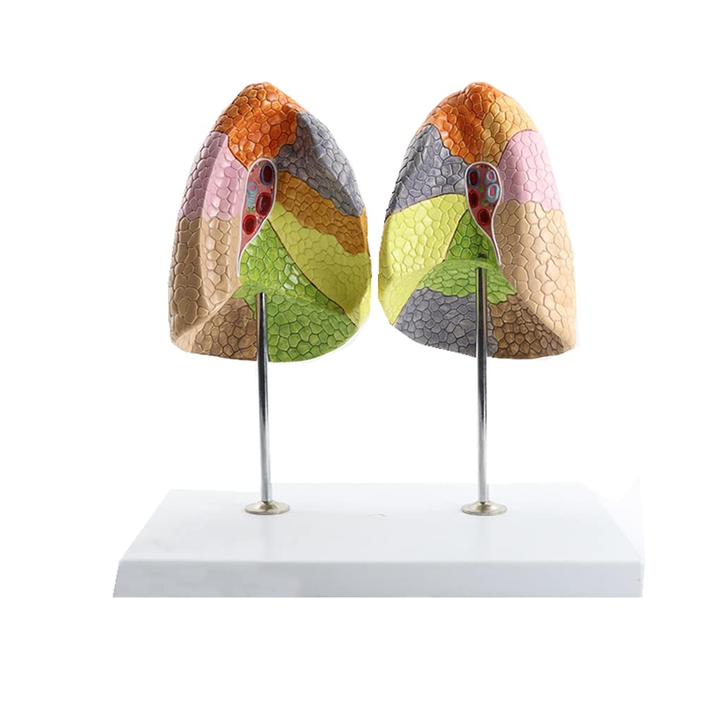 Buy LCMCY Lung Anatomy Model, Lung Modular Teaching Prop, 4d Anatomy ...