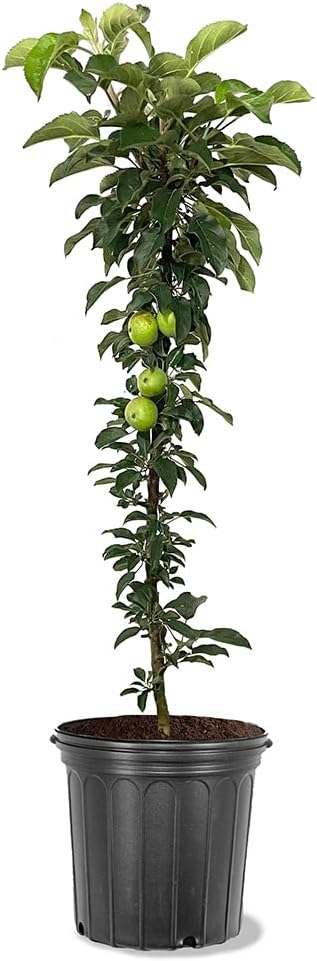 Amazon.com : Generic Golden Sentinel Columnar Apple Tree, Yellow Apple ...