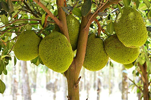 LushGreen Gardens Jackfruit Tree Live Plant - Jack Fruit Japan Fresh ...
