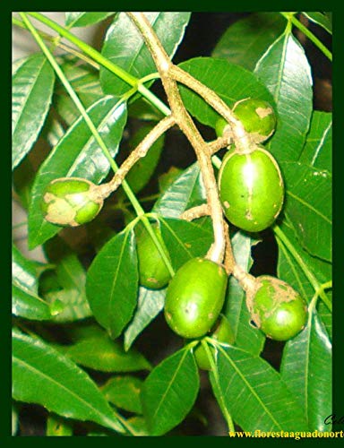 Plants Point Dwarf Rare Spondias Mangifera Indian Hog Plum/Ambazham ...