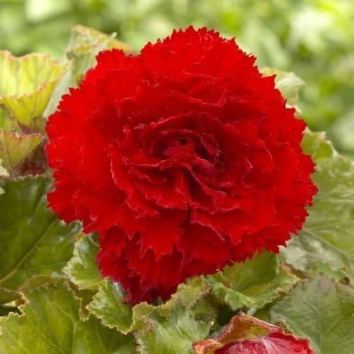 Amazon.com : Begonia Giant Ruffled Red ( 3 Bulbs) Fragrant blosssoms ...