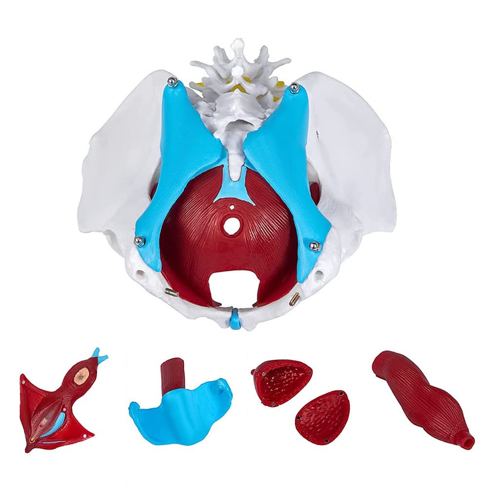 Buy JUCHENG Pelvis Model On Base Anatomical PVC Female Pelvis Skeleton buy-jucheng-pelvis-model-on-base-anatomical-pvc-female-pelvis-skeleton