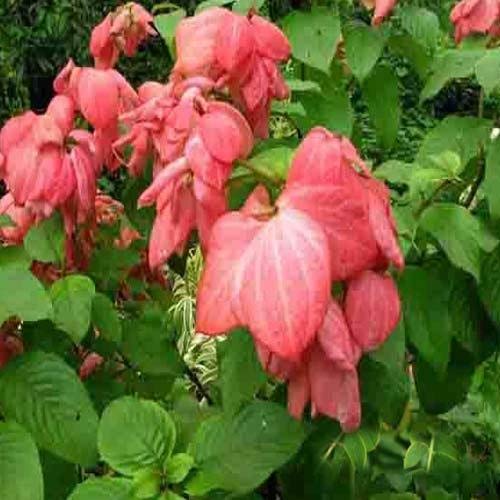 LushGreen Rare Pink Musanda Dwarf Mussaenda Flower Plant In Polybag (1 ...
