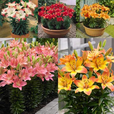 Asiatic lily Flower Bulbs Mix Color for Home Gardening & Winter Season ...