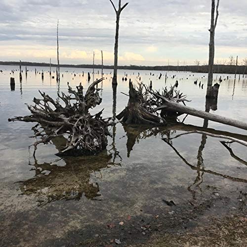 Play Acoustic Images by Bob Rizzolo on Amazon Music