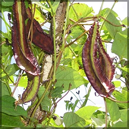 Winged Beans Purple (Psophocarpus tetragonolobus) / Goa bean / Manila ...