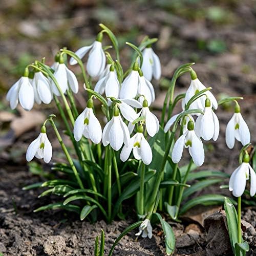 40 Giant Snowdrop Bulbs for Planting Now Giant Snowdrop Galanthus ...
